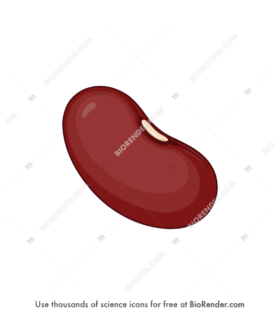 Free Kidney bean Icons, Symbols & Images | BioRender
