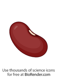 Free Kidney bean Icons, Symbols & Images | BioRender