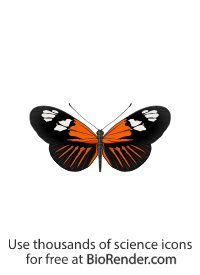 Free Heliconius butterfly Icons, Symbols & Images | BioRender