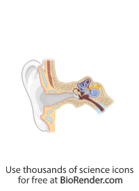 Free Ear anatomy (cross-section) Icons, Symbols & Images | BioRender