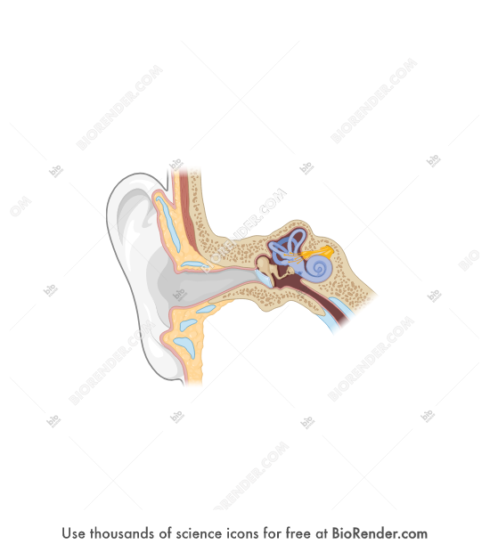 Free Ear anatomy (cross-section) Icons, Symbols & Images | BioRender