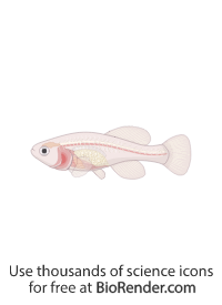 Free Turquoise killifish (Nothobranchius furzeri, female, klara) Icons ...