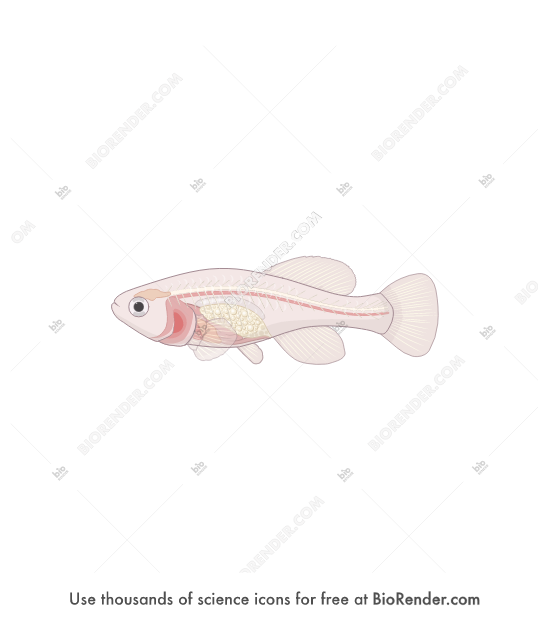 Free Turquoise killifish (Nothobranchius furzeri, female, klara) Icons ...