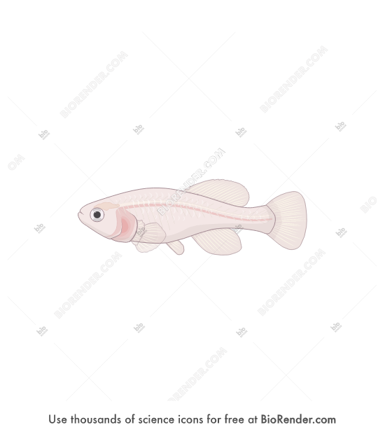 Free Turquoise killifish (Nothobranchius furzeri, female, klara. no ...