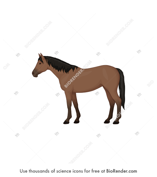 Free Horse Icons, Symbols & Images | BioRender