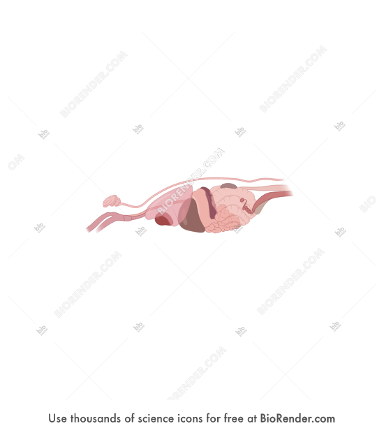 Free Pig internal organs (female) Icons, Symbols & Images | BioRender