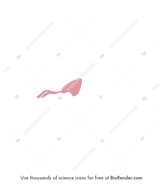 Free Pig respiratory system (lateral) Icons, Symbols & Images | BioRender