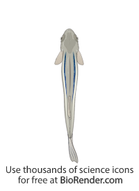 Free Zebrafish (adult, dorsal, female) Icons, Symbols & Images | BioRender