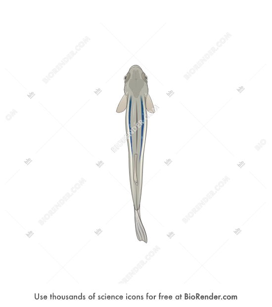 Free Zebrafish (adult, dorsal, female) Icons, Symbols & Images | BioRender