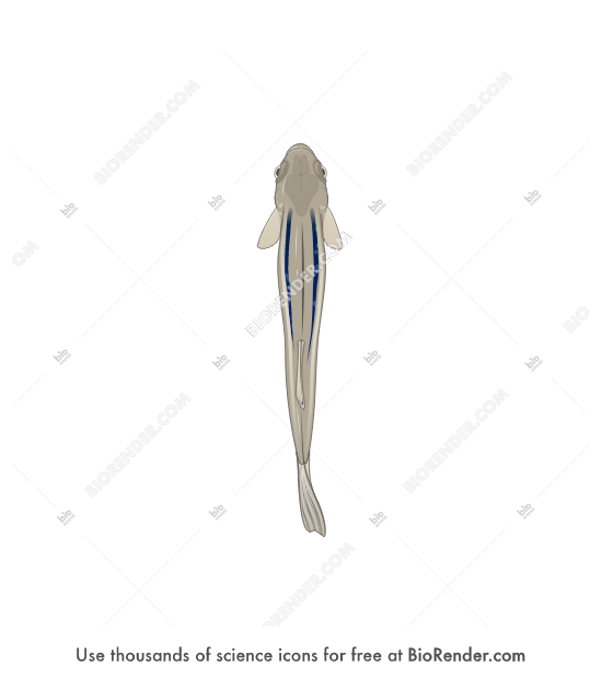 Free Zebrafish (adult, dorsal, male) Icons, Symbols & Images | BioRender