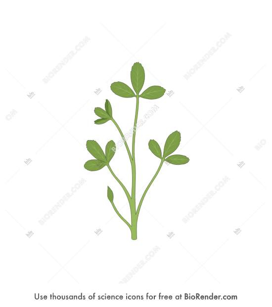 Free Alfalfa (Medicago sativa, young) Icons, Symbols & Images | BioRender