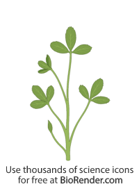 Free Alfalfa (Medicago sativa, young) Icons, Symbols & Images | BioRender