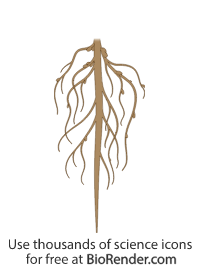 Free Alfalfa roots Icons, Symbols & Images | BioRender