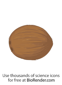 Free Coconut Icons, Symbols & Images | BioRender