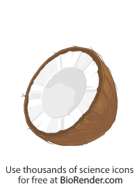 Free Coconut (cut) Icons, Symbols & Images | BioRender