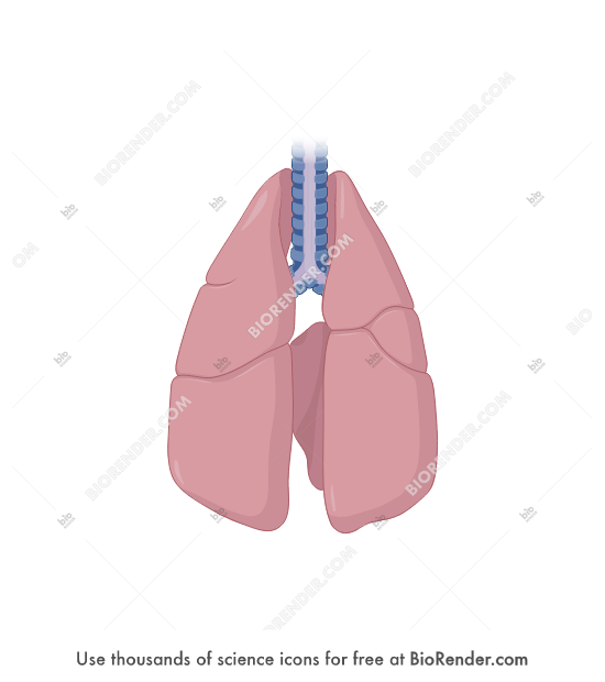 Free Dog lungs (dorsal) Icons, Symbols & Images | BioRender