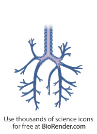 Free Dog respiratory tree (dorsal) Icons, Symbols & Images | BioRender