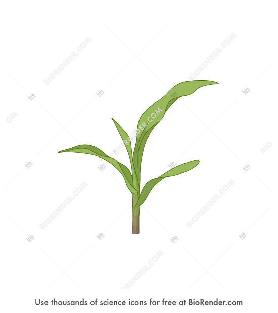 Free Corn seedling (V2) Icons, Symbols & Images | BioRender