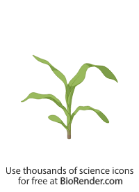 Free Corn seedling (V3) Icons, Symbols & Images | BioRender