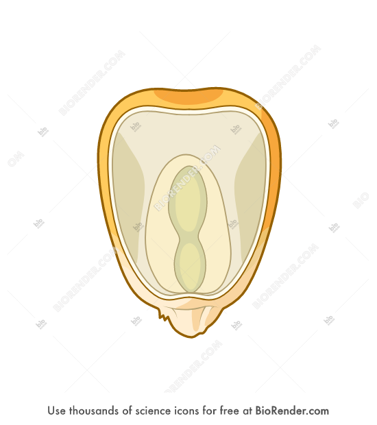 Free Corn grain structure Icons, Symbols & Images | BioRender