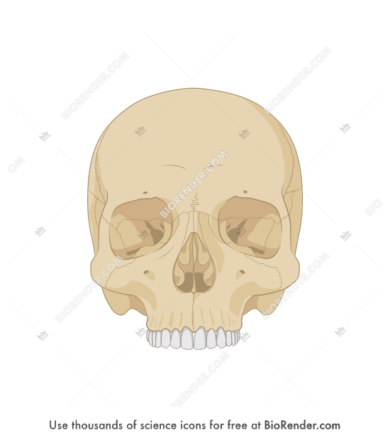 Free Cranium (anterior) Icons, Symbols & Images | BioRender
