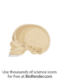 Free Skeletal System Icons, Symbols & Images | BioRender
