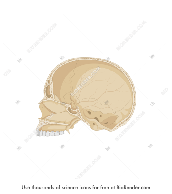 Free Cranium (sagittal cut) Icons, Symbols & Images | BioRender