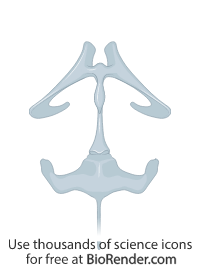 Free Mouse spleen (lateral) Icons, Symbols & Images | BioRender