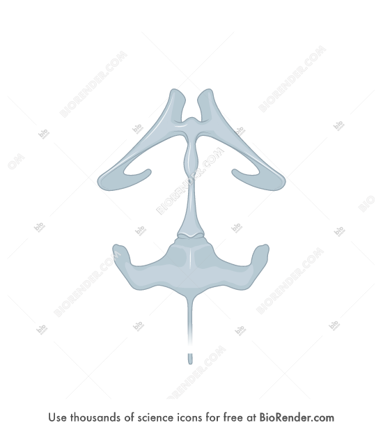 Free Mouse brain ventricles (dorsal) Icons, Symbols & Images | BioRender