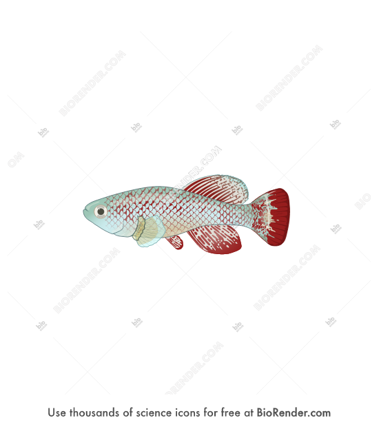 Free Turquoise killifish (Nothobranchius furzeri, male, MZCS-08/122 ...