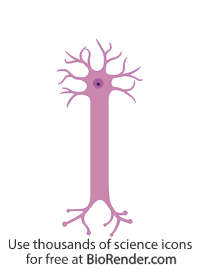 Free Multipolar neuron (motor, thick axon) Icons, Symbols & Images ...