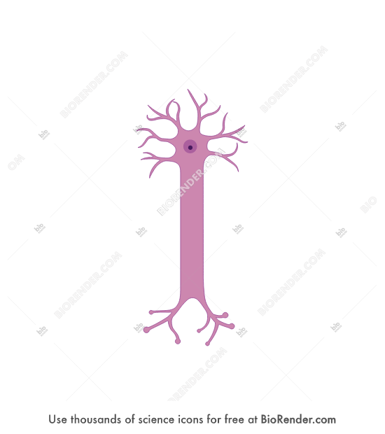 Free Multipolar neuron (motor, thick axon) Icons, Symbols & Images ...