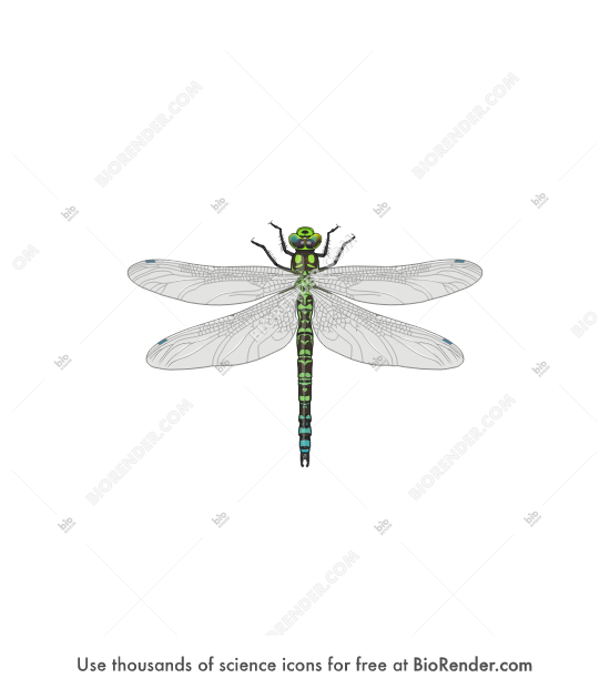 Free Dragonfly (adult, male) Icons, Symbols & Images | BioRender