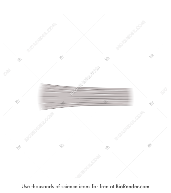 Free Tendon (tapered) Icons, Symbols & Images | BioRender