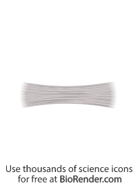 Free Tendon (thick) Icons, Symbols & Images | BioRender