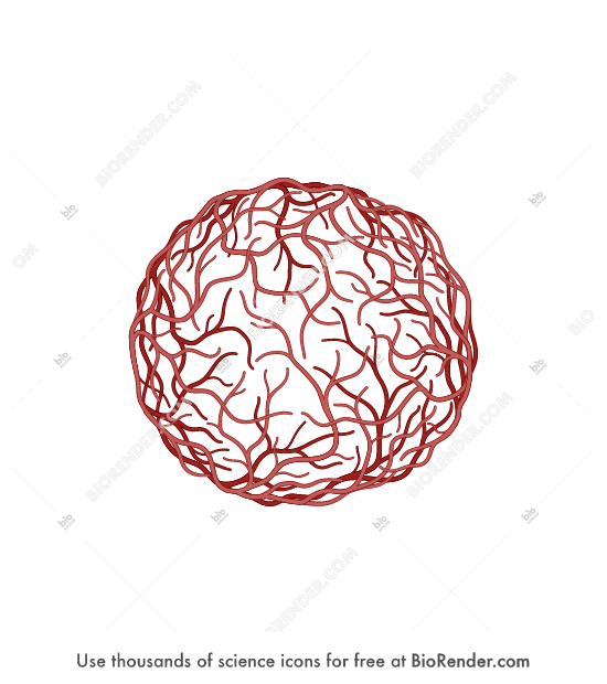 Free Blood vessel organoid Icons, Symbols & Images | BioRender