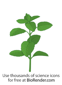 Free Mint plant branch Icons, Symbols & Images | BioRender