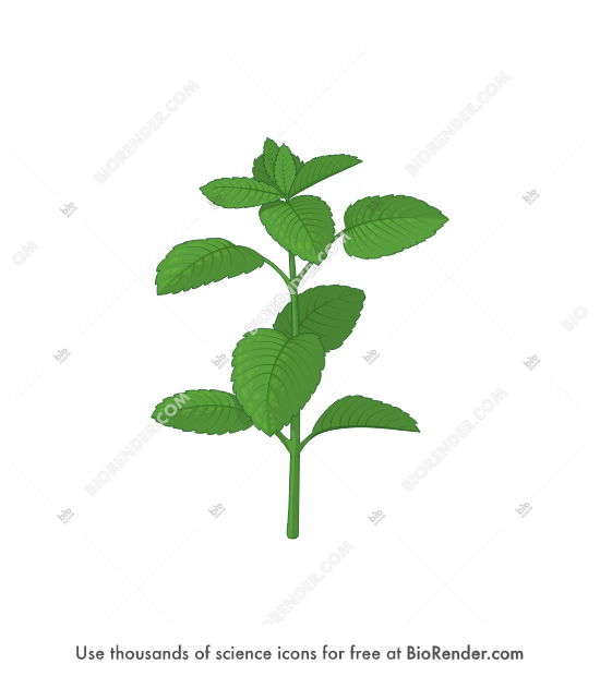 Free Mint plant branch Icons, Symbols & Images | BioRender