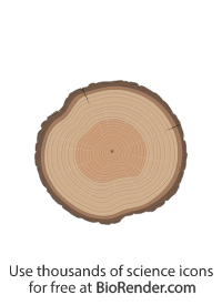 Free Wood (tree cross-section) Icons, Symbols & Images | BioRender