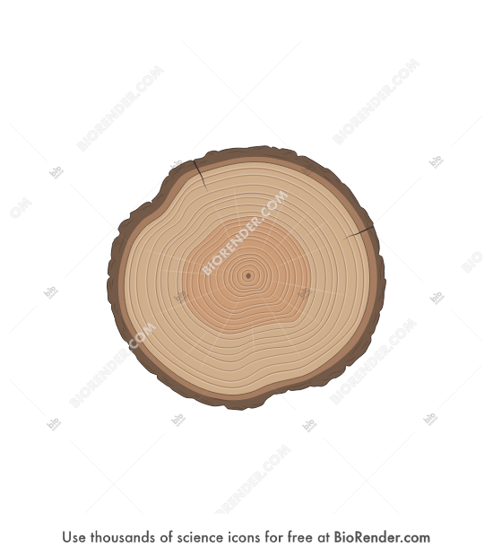 Free Wood (tree cross-section) Icons, Symbols & Images | BioRender