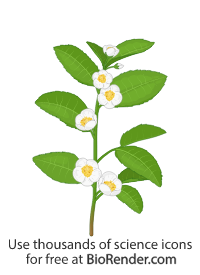 Free Tea plant branch (with flowers) Icons, Symbols & Images | BioRender