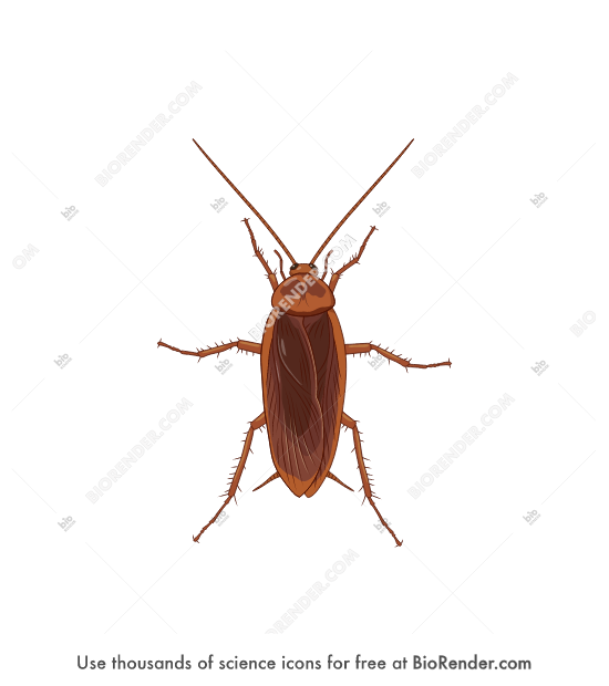 Free American cockroach Icons, Symbols & Images | BioRender