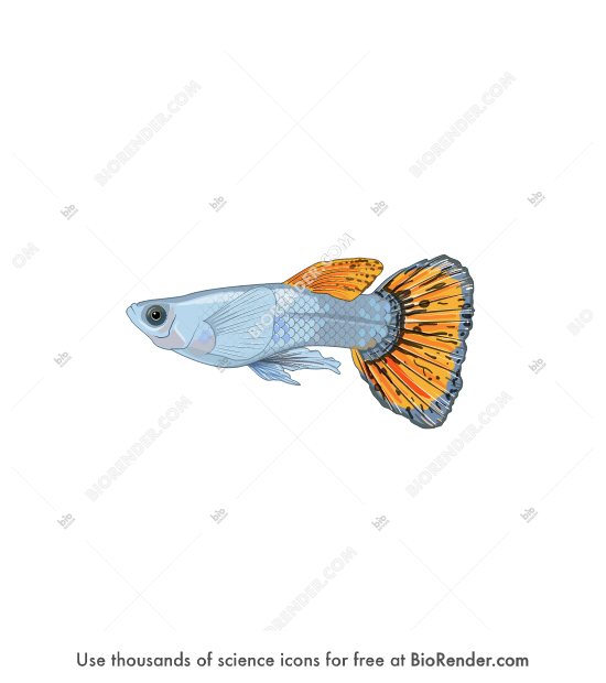 Free Guppy (Poecilia reticulata, male) Icons, Symbols & Images | BioRender