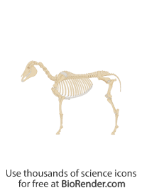 Free Horse skeleton (Equus caballus) Icons, Symbols & Images | BioRender