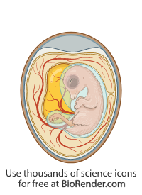 Free Embryology Icons, Symbols & Images | BioRender