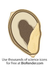 Free Sorghum grain structure Icons, Symbols & Images | BioRender