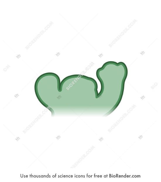Free Arabidopsis inflorescence meristem Icons, Symbols & Images | BioRender
