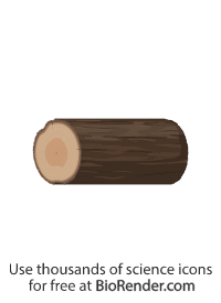Free Wood (log) Icons, Symbols & Images | BioRender