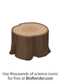 Free Tree (stump) Icons, Symbols & Images | BioRender