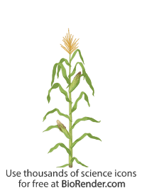 Free Corn (R2-R3) Icons, Symbols & Images | BioRender